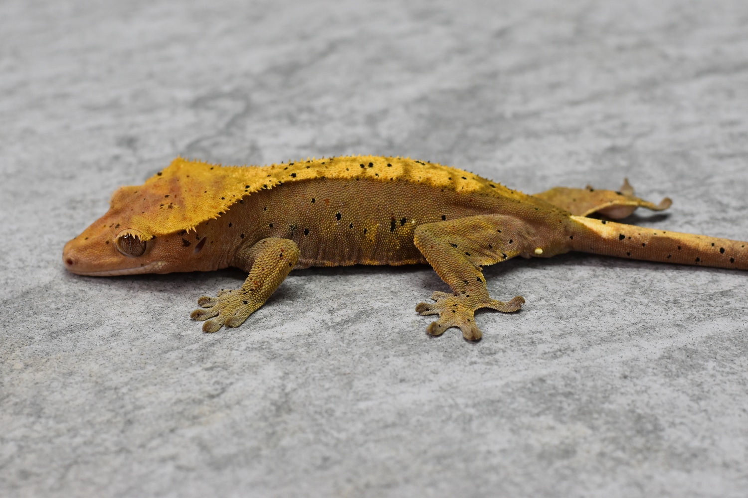 Flame Dalmatian Female Crested Gecko by Evolver Reptiles - MorphMarket