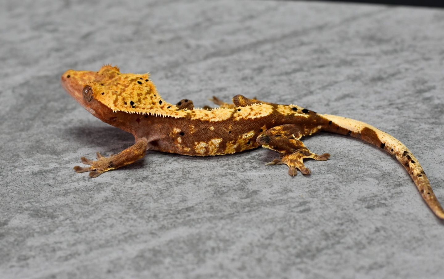 Flame Dalmatian Probable Female Crested Gecko by Evolver Reptiles ...