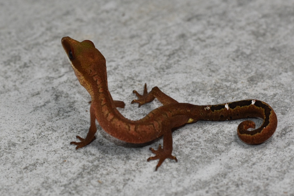 Male Captive Bred Malaysian Cat Gecko More Gecko by Evolver Reptiles ...