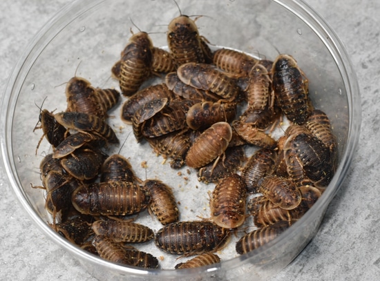 Small/Medium Size Live Dubia Roaches Cockroach by Evolver Reptiles