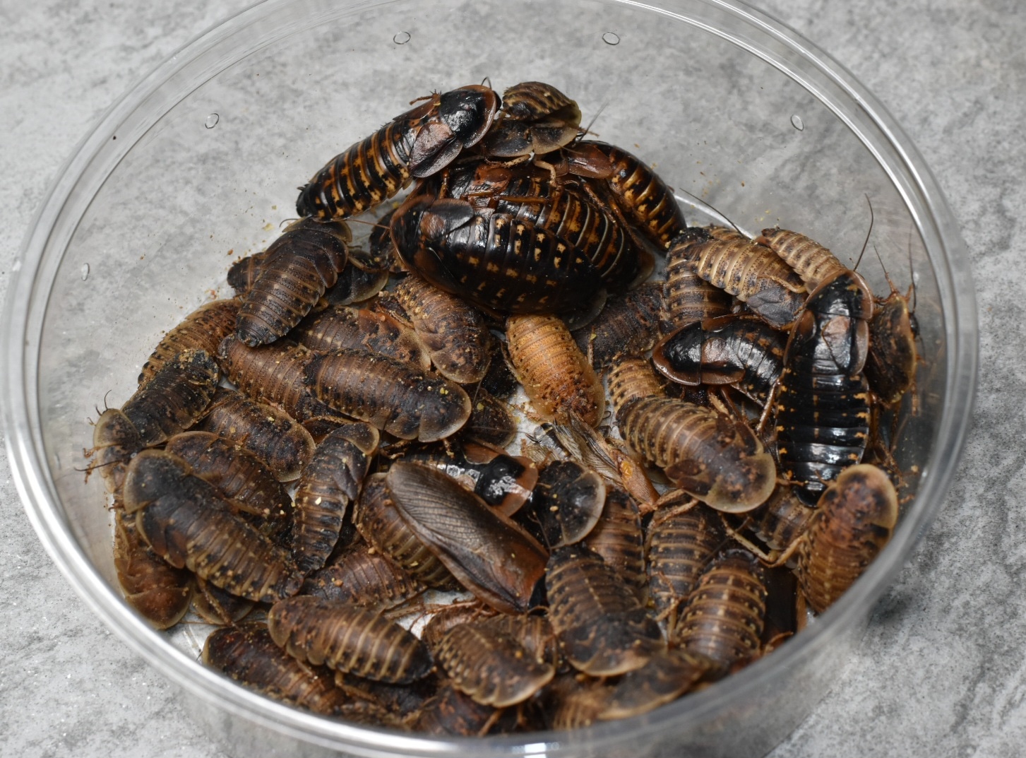 Assorted Sizes Of Live Dubia Roaches Cockroach by Evolver Reptiles ...