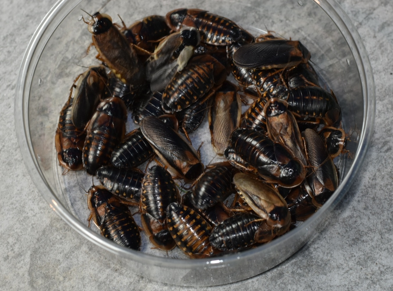 Breeder Startup Colony Live Dubia Roaches Cockroach by Evolver Reptiles ...