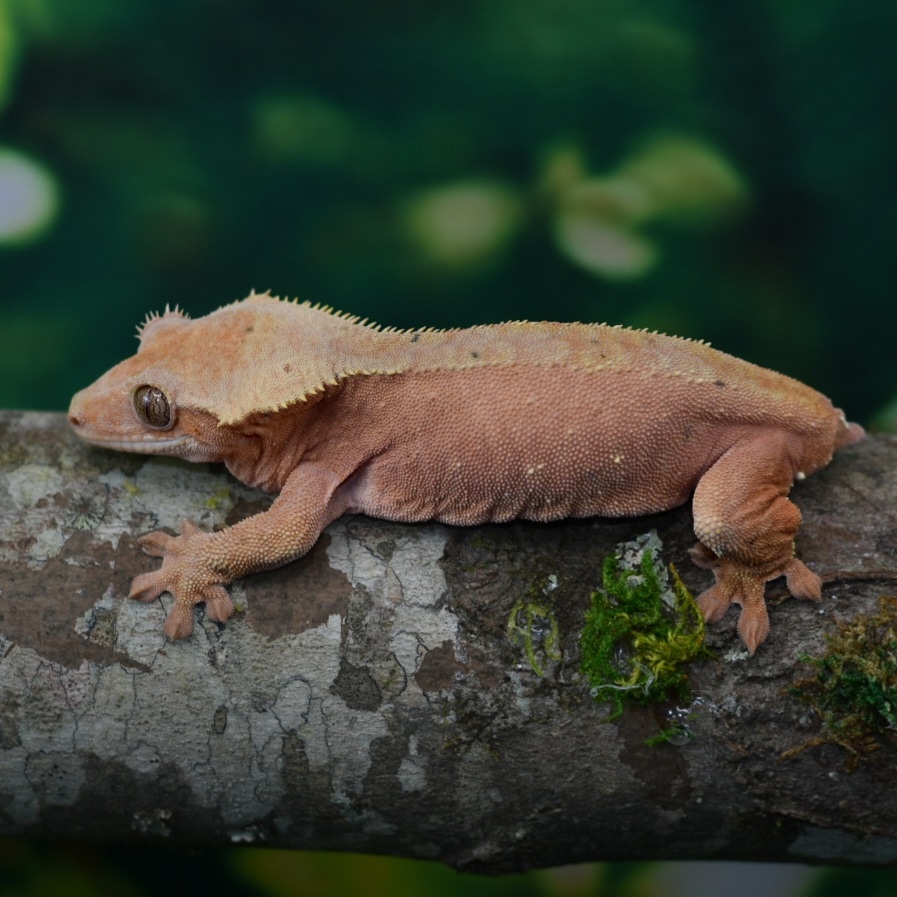 55g Proven Breeder Female "Rose" Crested Gecko by Evolver Reptiles ...