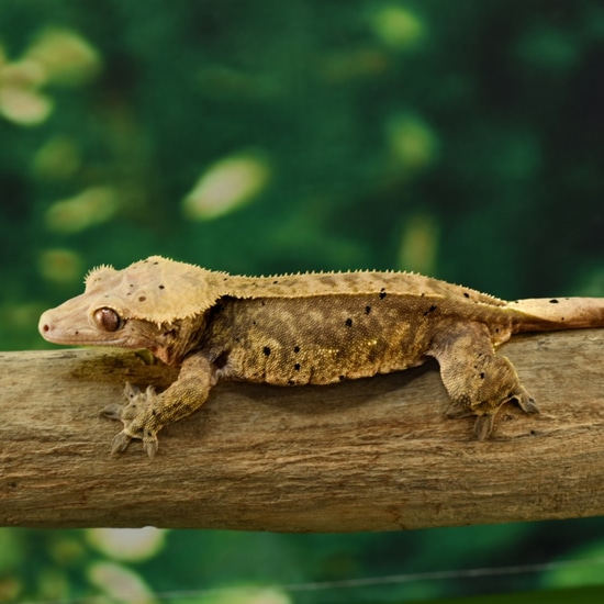BOGO 50% OFF Chocolate Phantom Female Crested Gecko by Evolver Reptiles