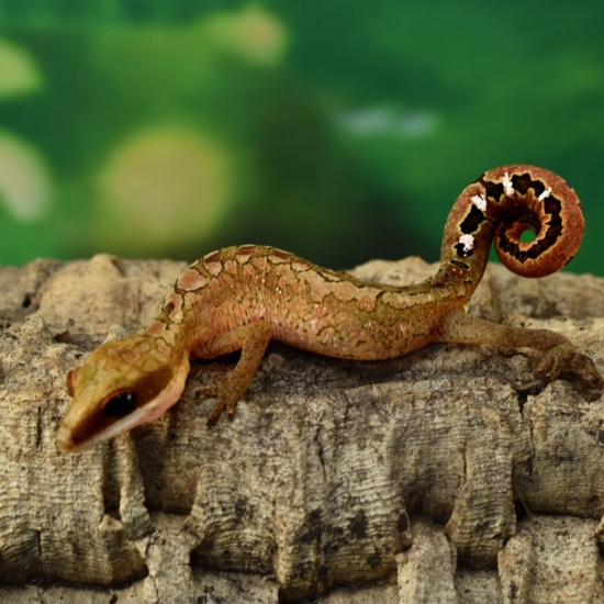 Captive Bred Cat Gecko Probable Female More Gecko by Evolver Reptiles