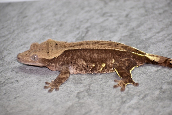Proven Breeder "Hazel" Chocolate Phantom Female Crested Gecko by ...