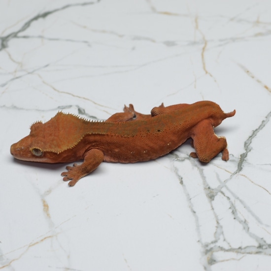 Super Red Phantom Female Crested Gecko by Evolver Reptiles