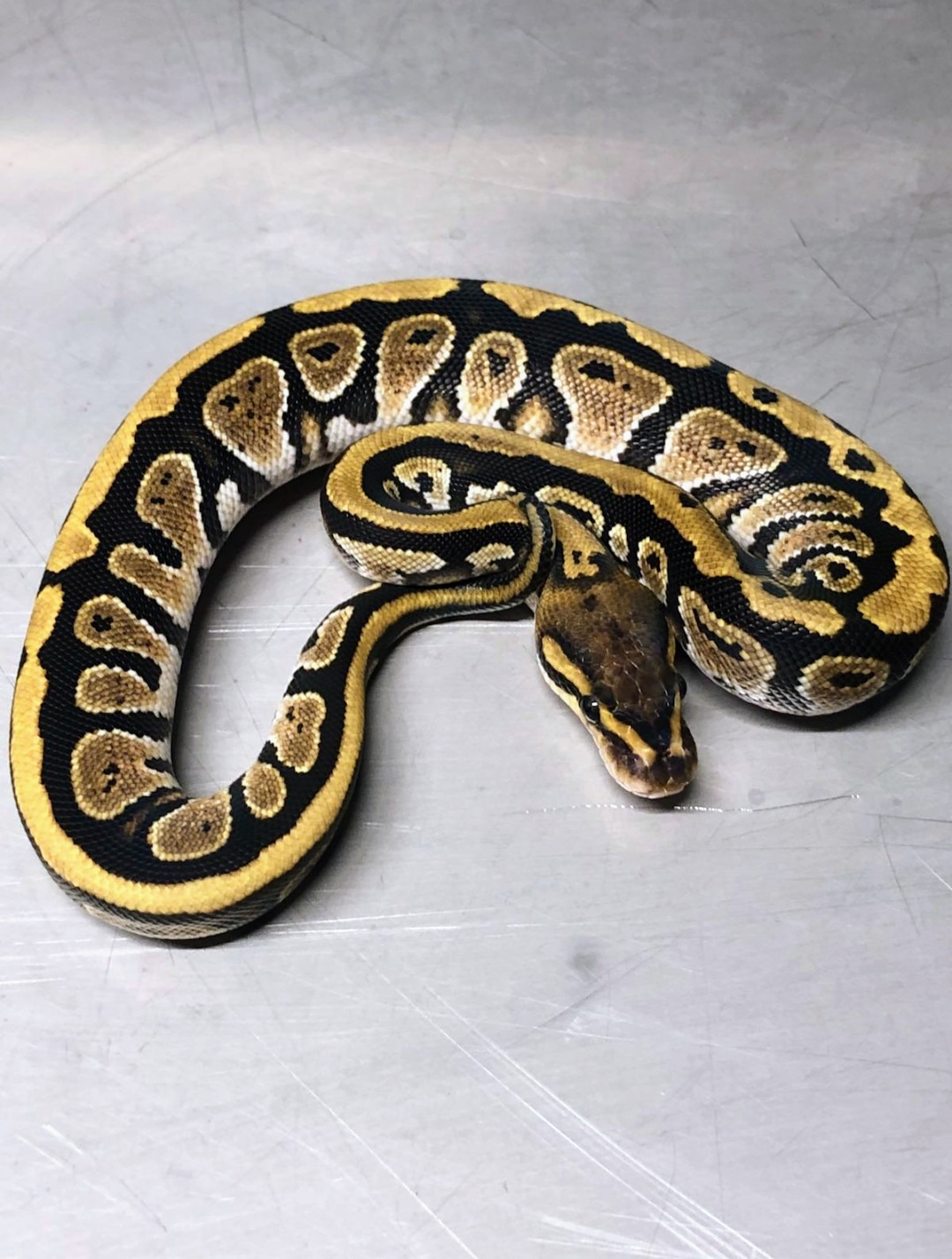 Cypress Vanilla Ball Python by Always Evolving Pythons - MorphMarket