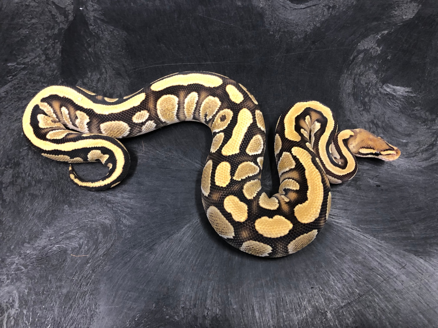 Olympus Fire Cypress Ball Python by Always Evolving Pythons - MorphMarket