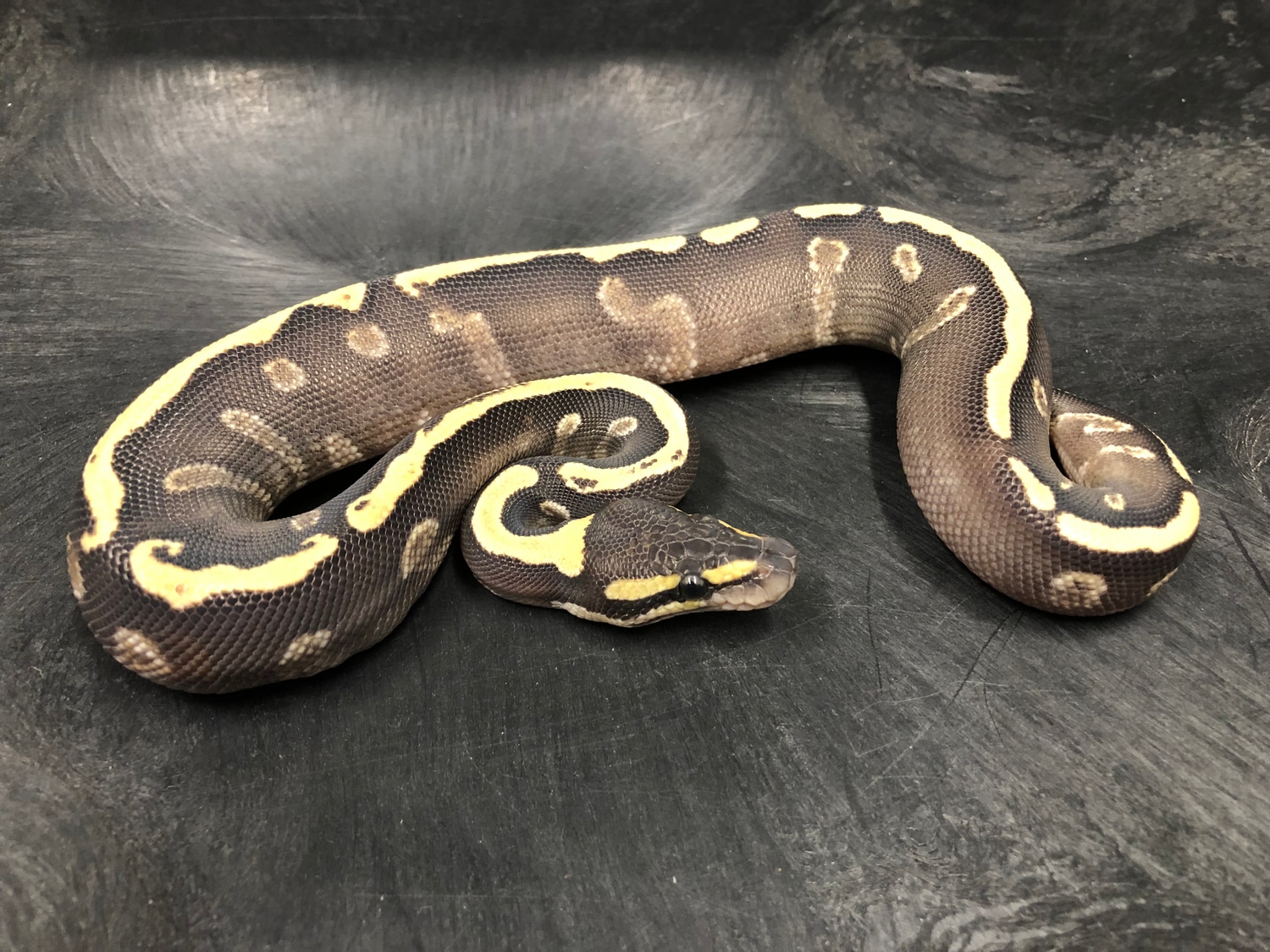 Mojave Ghi Gravel Ball Python by Always Evolving Pythons - MorphMarket