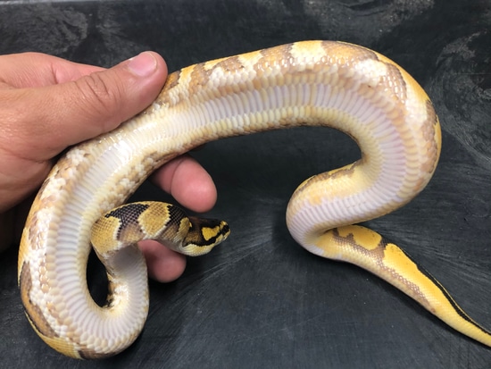 OD YB Enchi Het Pied Ball Python by Always Evolving Pythons