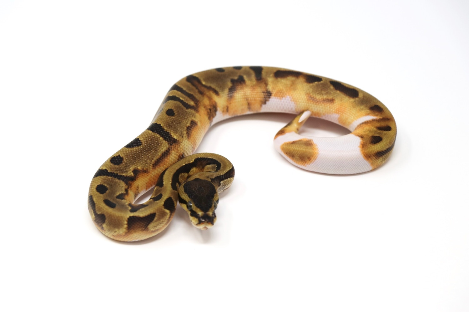 Leopard Enchi Pied Ball Python by Always Evolving Pythons - MorphMarket