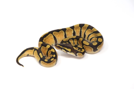 1.1 Enchi Het Desert Ghost Het Sunset Ball Python by Always Evolving ...