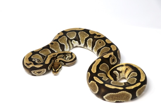 Cypress Het Pied Ball Python by Always Evolving Pythons