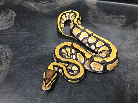 Od Cypress Ball Python by Always Evolving Pythons