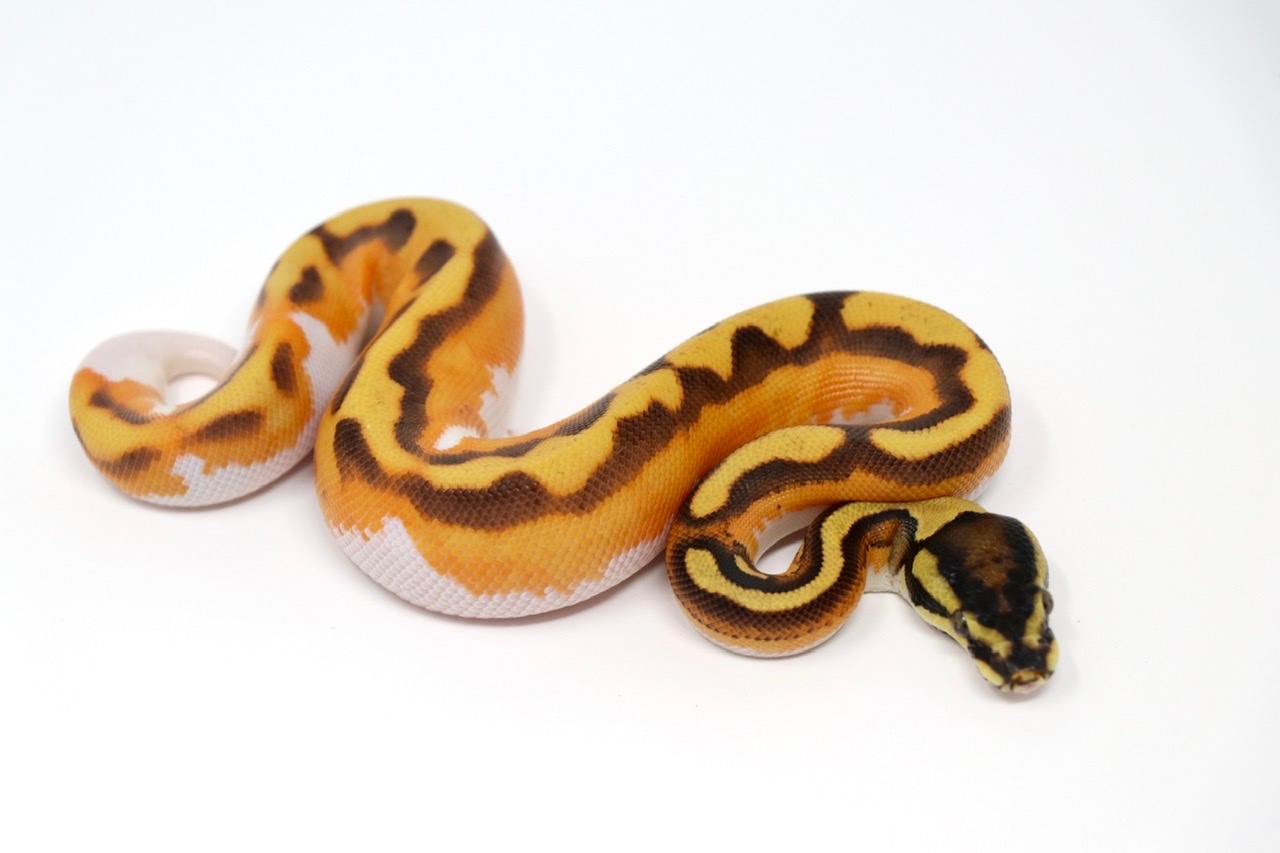 Od Yb Enchi Pied Ball Python by Always Evolving Pythons - MorphMarket