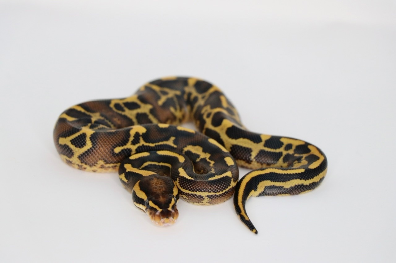 Leopard Freeway Ball Python by Always Evolving Pythons - MorphMarket