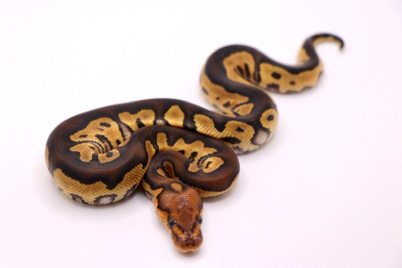 Chocolate Clown Ball Python by Always Evolving Pythons - MorphMarket