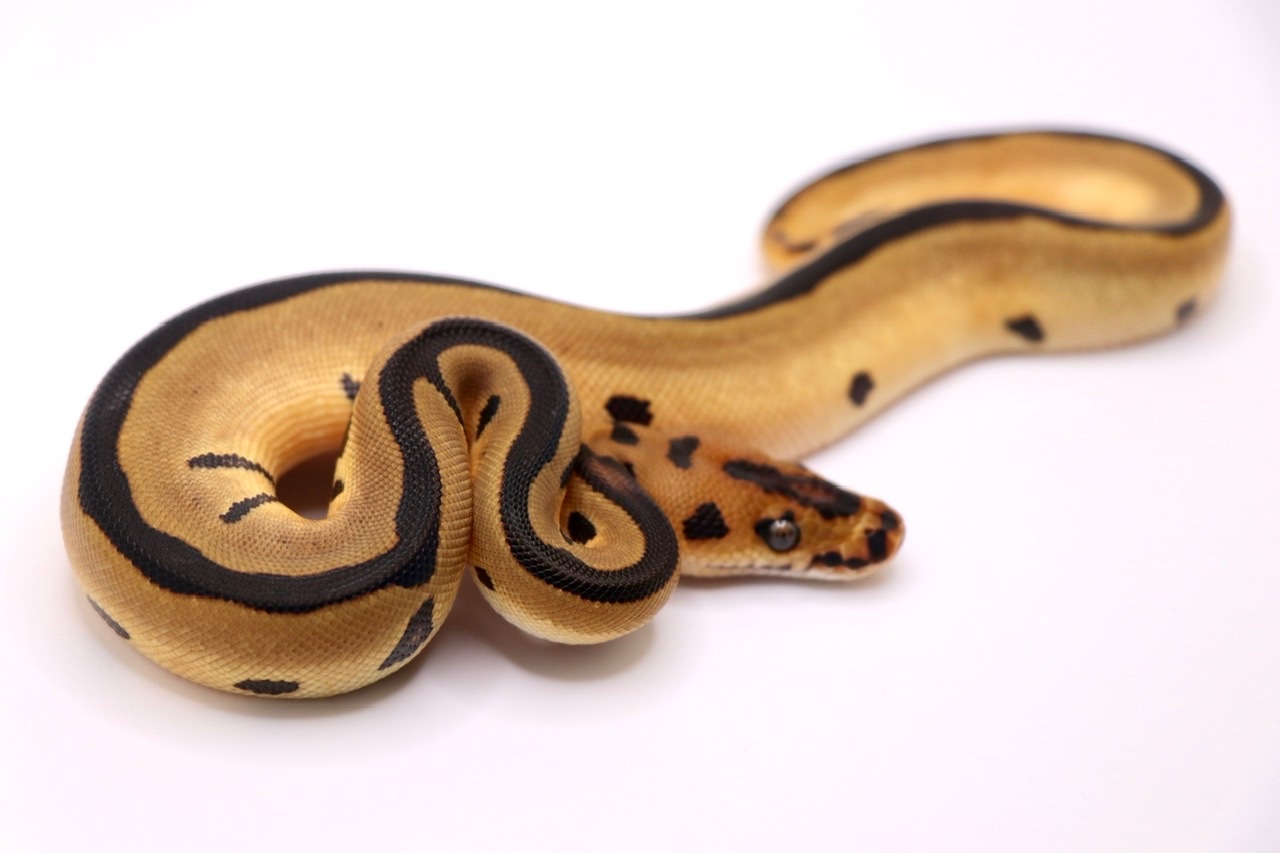 Od Yb Leopard Clown 66% Het Pied Ball Python by Always Evolving Pythons ...