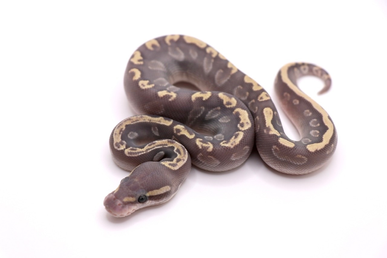 Ghi Mojave Hypo Ball Python by Always Evolving Pythons - MorphMarket
