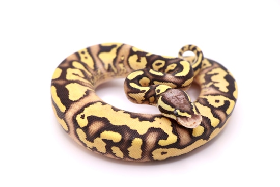 Fire Fly Special Het Pied Ball Python by Always Evolving Pythons