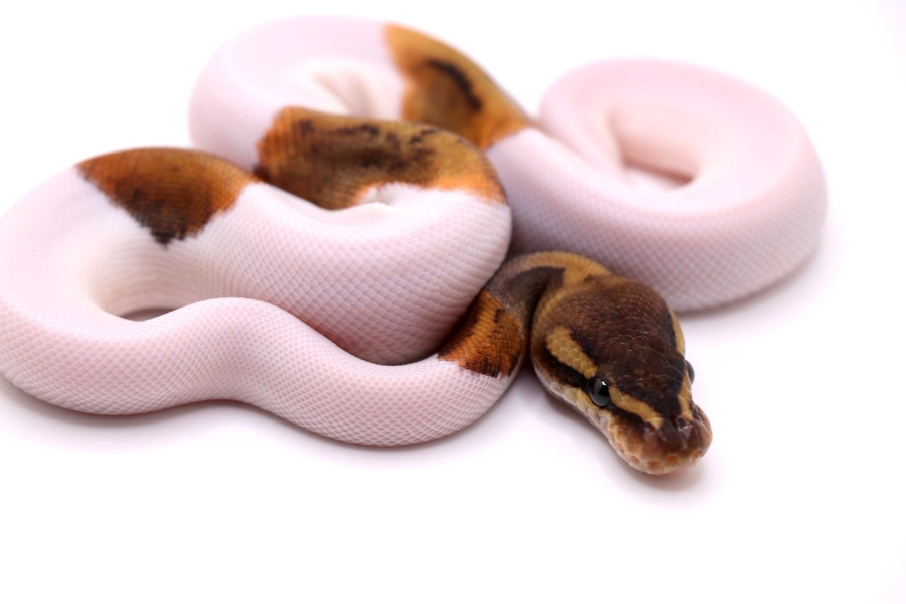 Chocolate Pied Ball Python by Always Evolving Pythons - MorphMarket