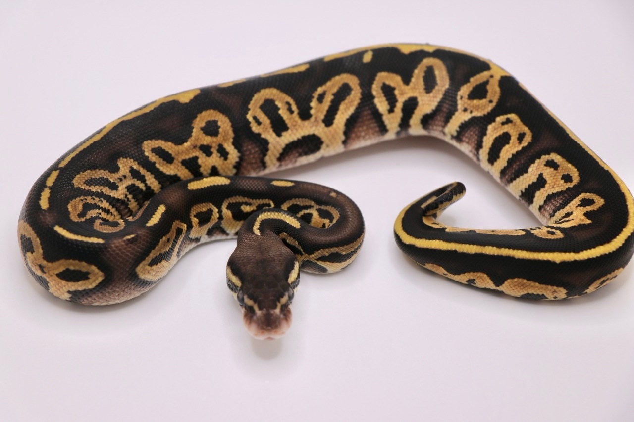 Pastel Black Head Leopard Het Ultramel Ball Python by Always Evolving ...