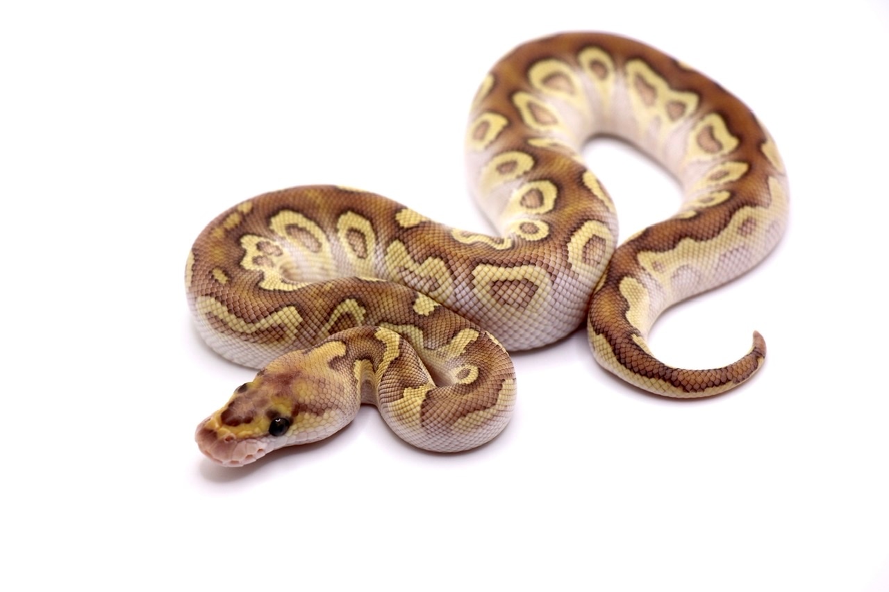 Fire Lesser Cypress Clown Ball Python by Always Evolving Pythons ...