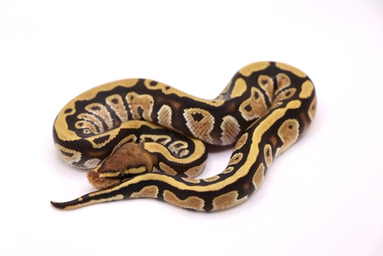 Fire Cypress Het Clown Het Candino Ball Python by Always Evolving Pythons