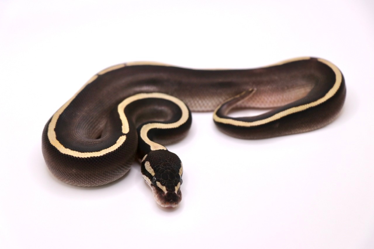 Ghi Mojave Yb Het Pied Possible Super Ghi Ball Python by Always Evolving Pythons - MorphMarket