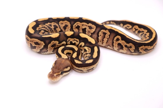 Black Pastel Fire Cypress Het Clown Het Candino Ball Python by Always ...