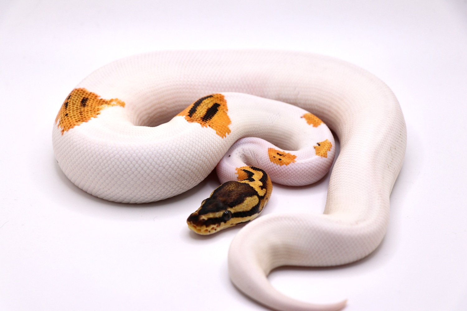 Od Yb Pied Ball Python by Always Evolving Pythons - MorphMarket