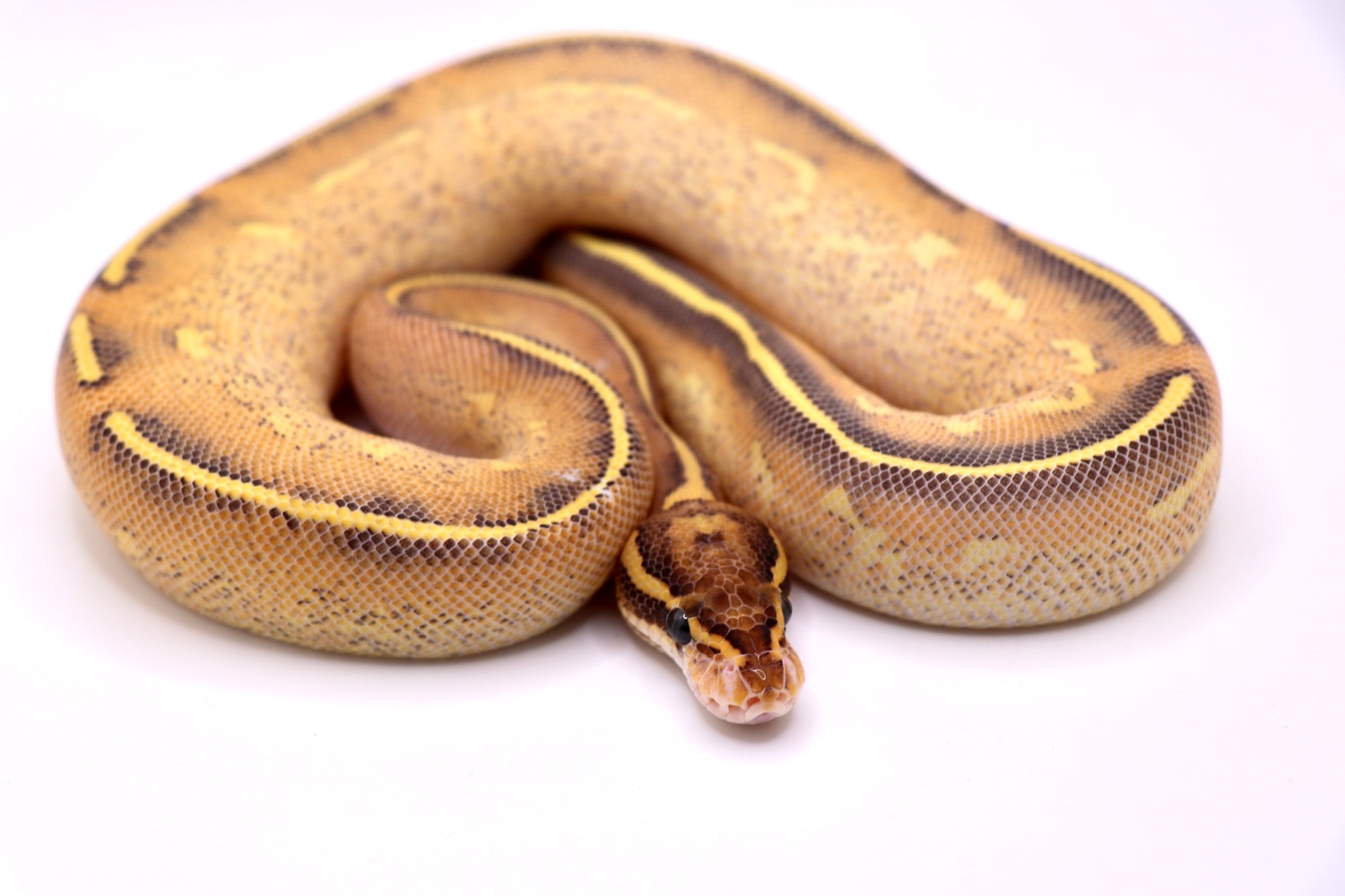 Od Highway Het Dg Ball Python by Always Evolving Pythons - MorphMarket