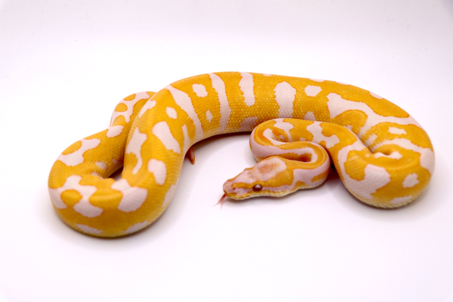 Confusion Lav Het Clown Poss Leopard Ball Python by Always Evolving Pythons - MorphMarket