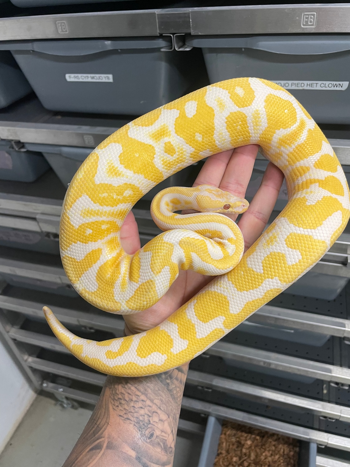 Yb Confusion Lavender Ball Python by Always Evolving Pythons - MorphMarket