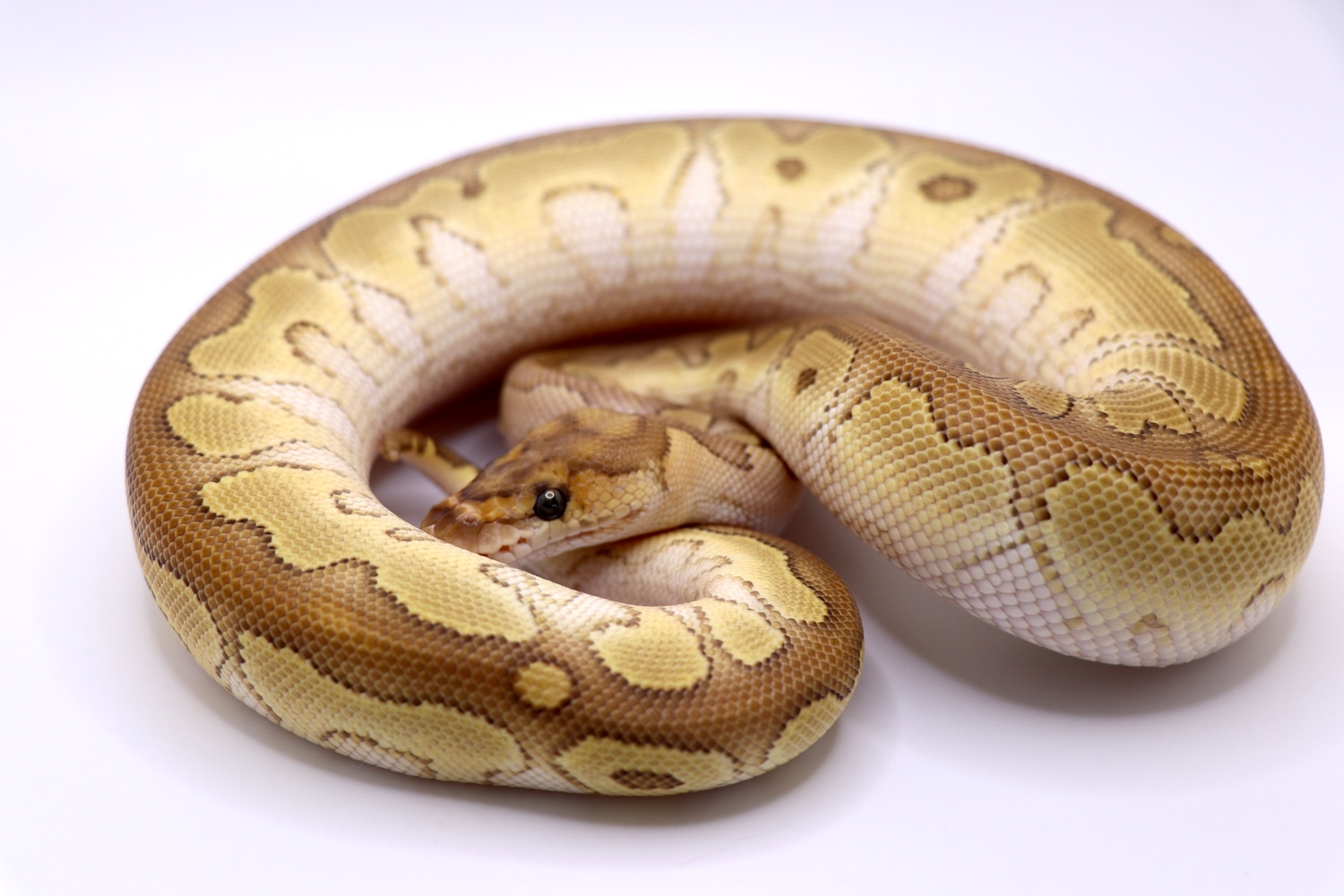 Lesser Clown Het Dg Ball Python by Always Evolving Pythons - MorphMarket