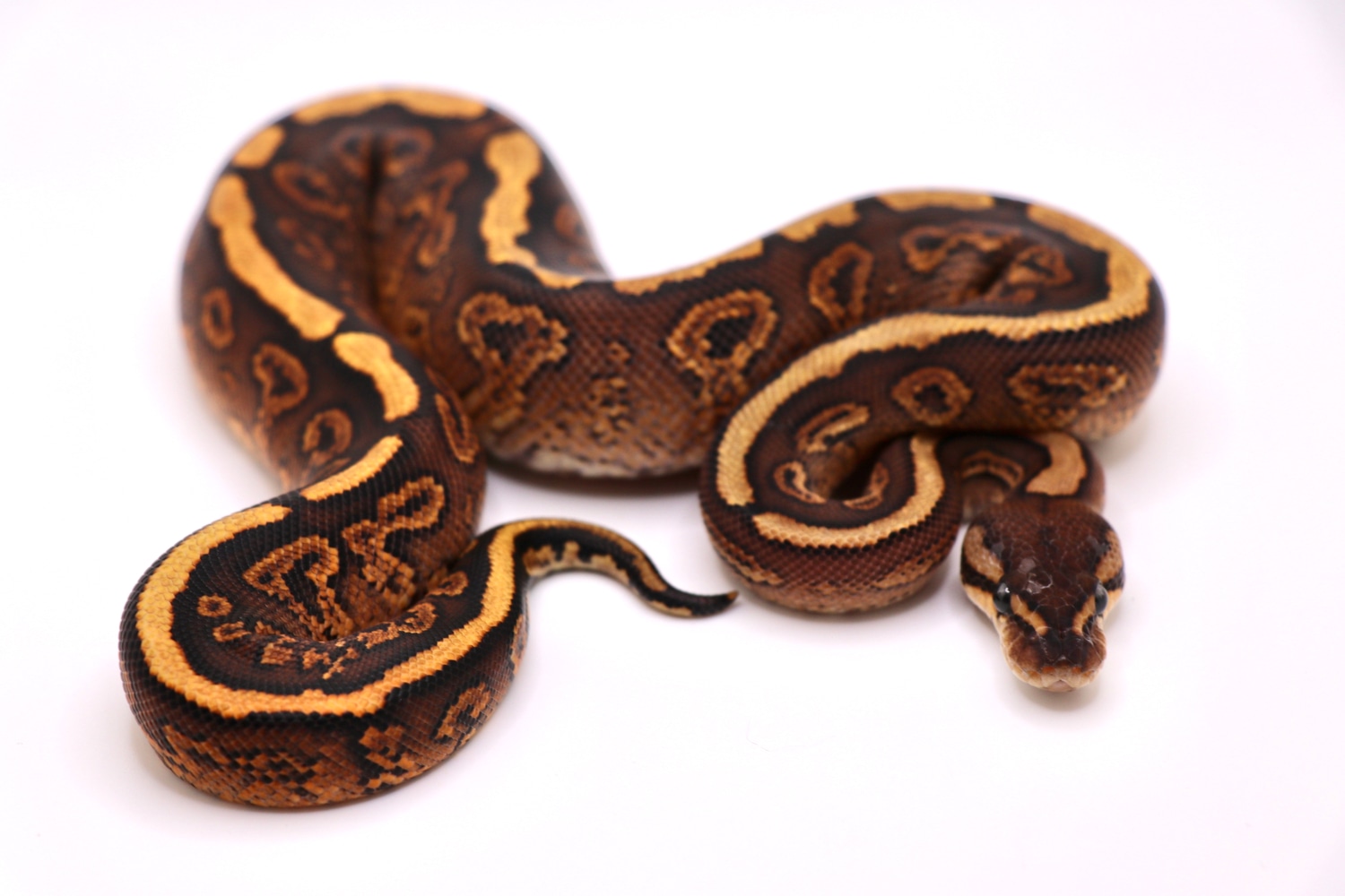 Black Pastel Redstripe Yb Het Clown Ball Python by Always Evolving ...