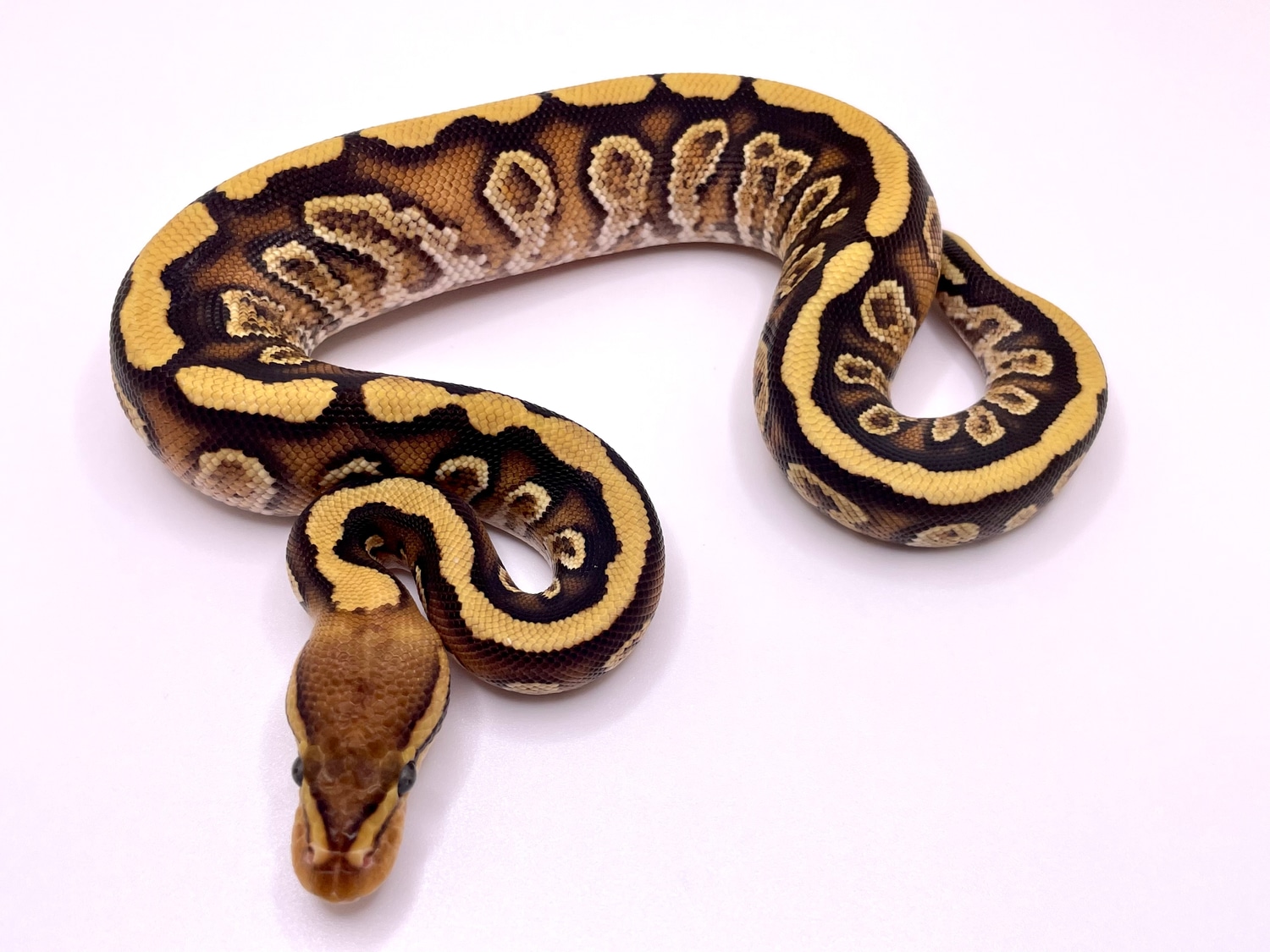 Fire Cypress Yb Het Clown Ball Python by Always Evolving Pythons ...