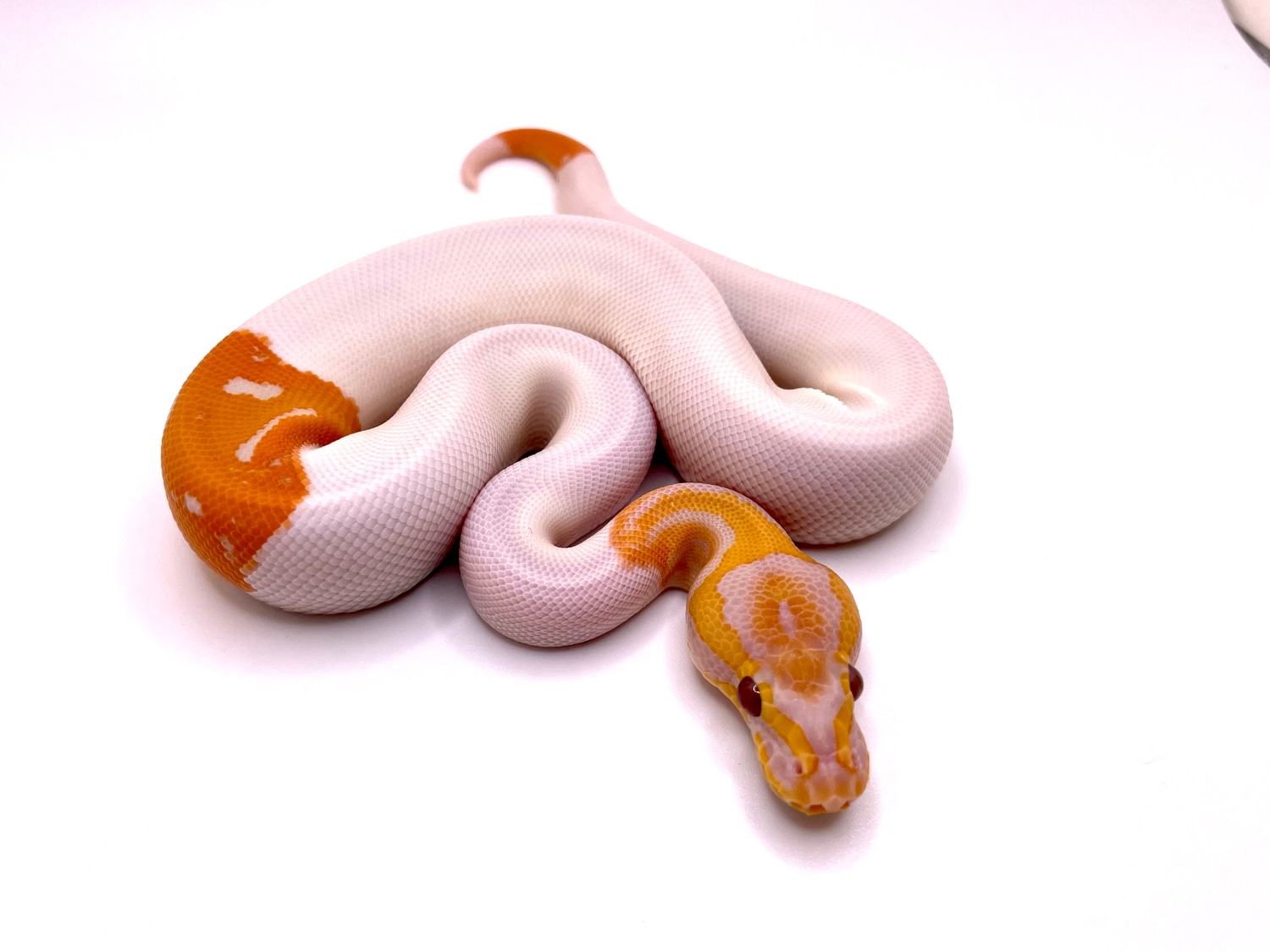 Pied Lavender Poss Black Head Ball Python by Always Evolving Pythons ...