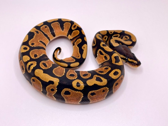 Mandarin Het Hypo Het Pied Ball Python by Always Evolving Pythons
