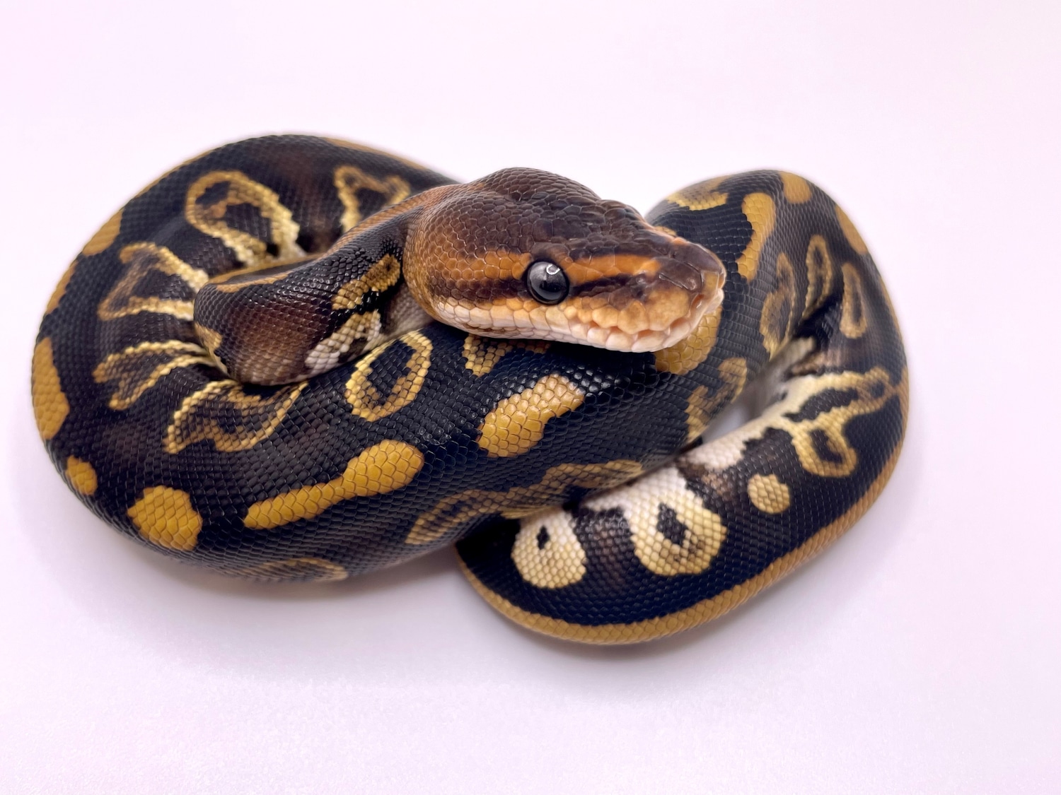 Leopard Cypress Wookie Het Clown Ball Python by Always Evolving Pythons ...