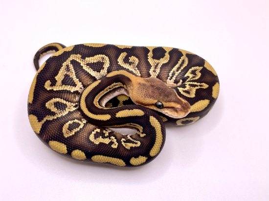 Cypress Wookie Leopard Fire Het Clown Ball Python by Always Evolving ...