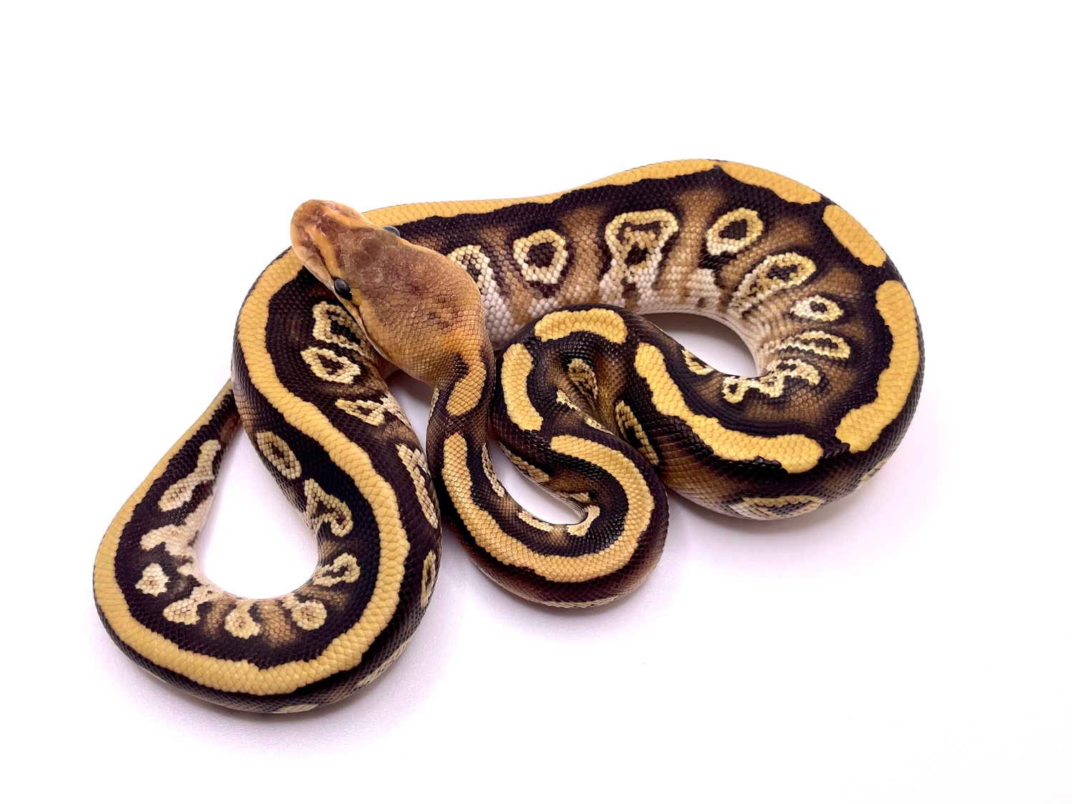 Cypress Wookie Fire Het Clown Ball Python by Always Evolving Pythons ...