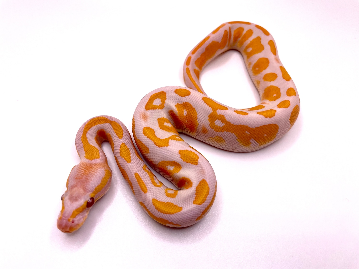 Black Head Lavender Het Pied Ball Python by Always Evolving Pythons ...