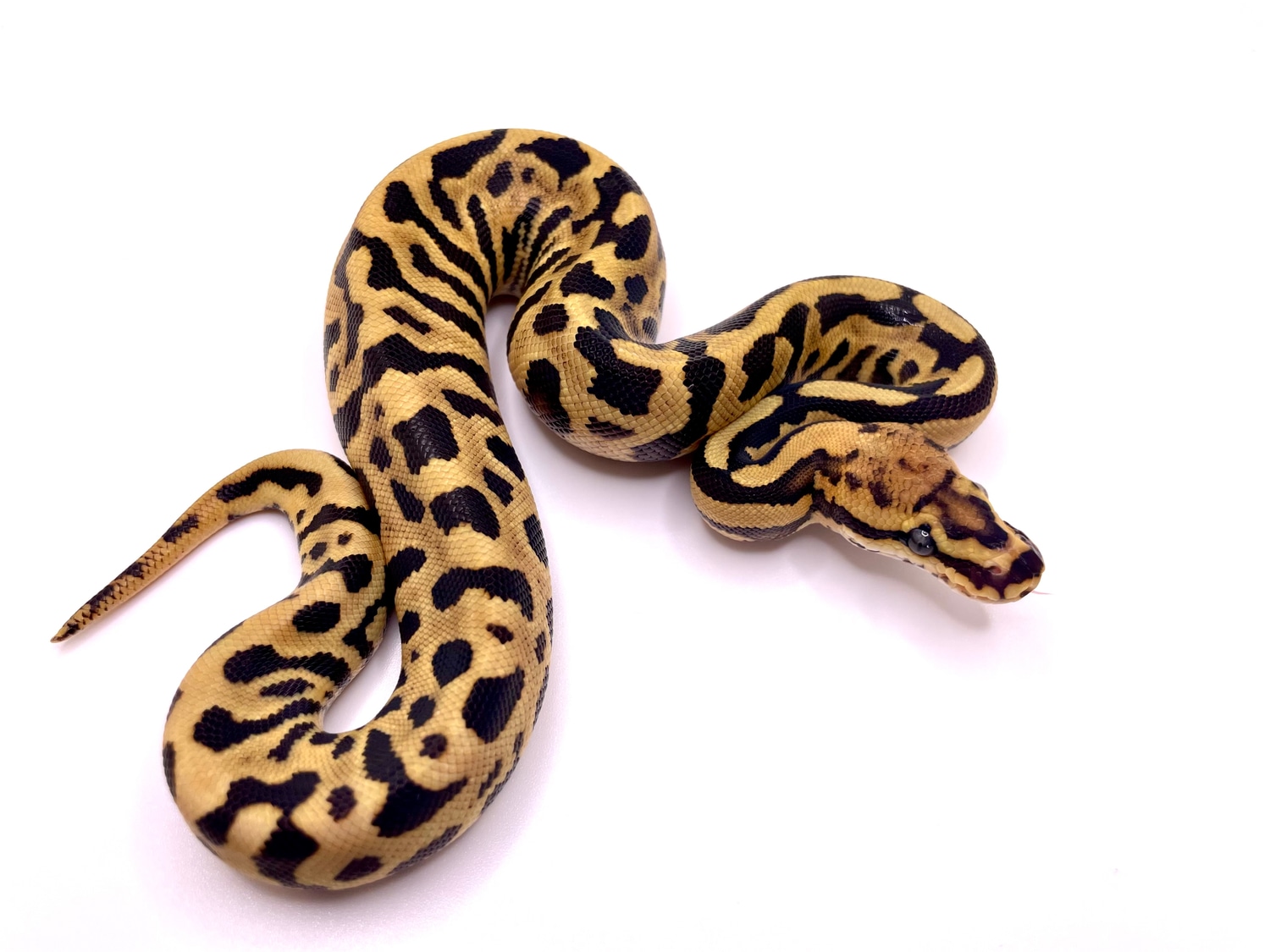 Spotnose Fire Leopard Het Clown Ball Python by Always Evolving Pythons ...