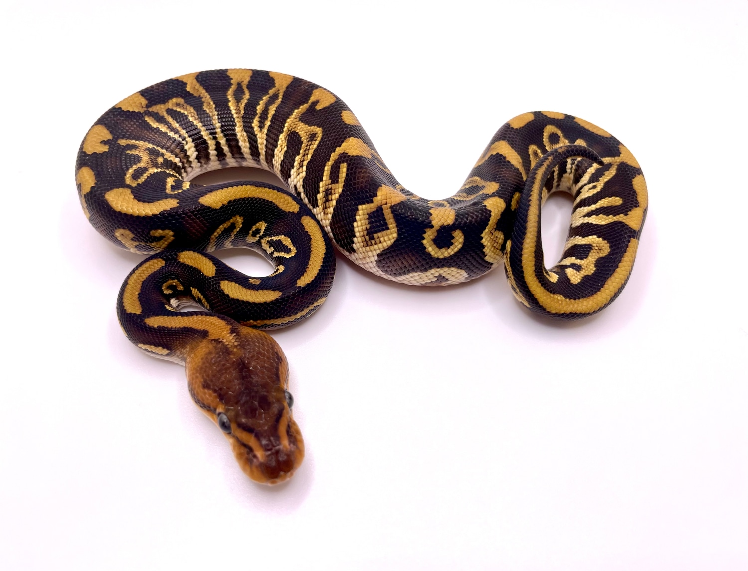 Cypress Leopard Het Clown Ball Python By Always Evolving Pythons