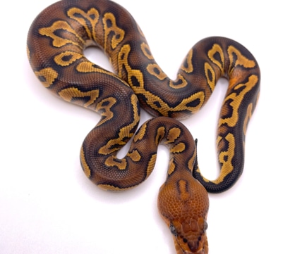 Yb Wookie Bongo Redstripe Clown Ball Python by Always Evolving Pythons ...