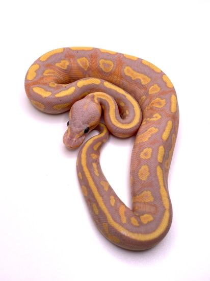 Coral Glow Yb Wookie Het Clown Poss Redstripe Ball Python by Always Evolving Pythons