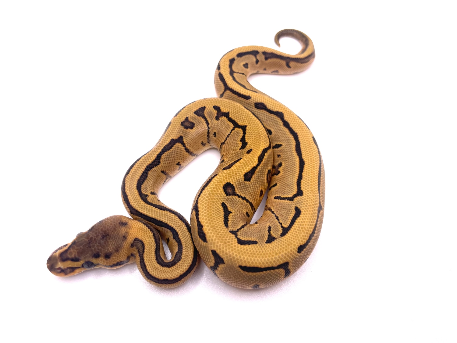 Pinstripe Leopard Dg Het Pied Ball Python by Always Evolving Pythons ...