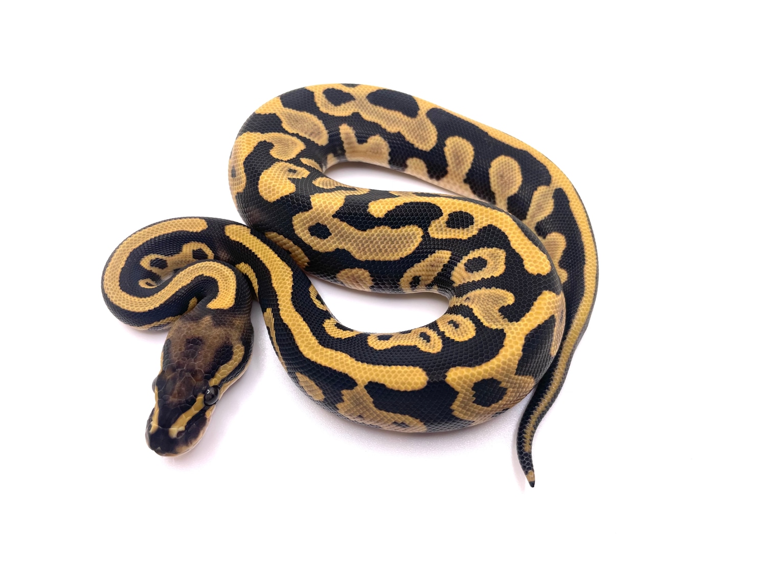 Leopard Dg Het Pied Ball Python by Always Evolving Pythons - MorphMarket
